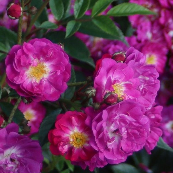 MANHATTAN BLUE (rambler) | Garden Roses | Pococks Roses | The Cornish Rose Company